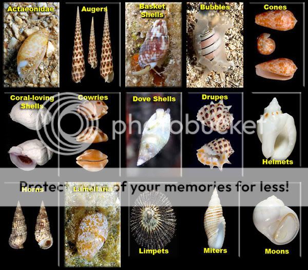 Shell Families