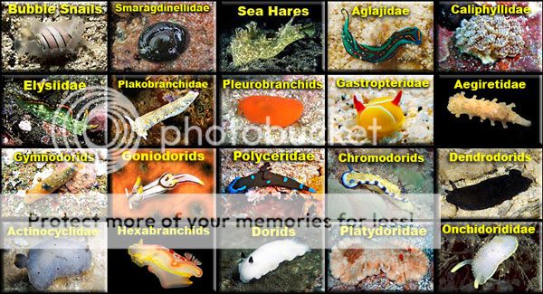 Phylum Mollusca, Sea Slugs