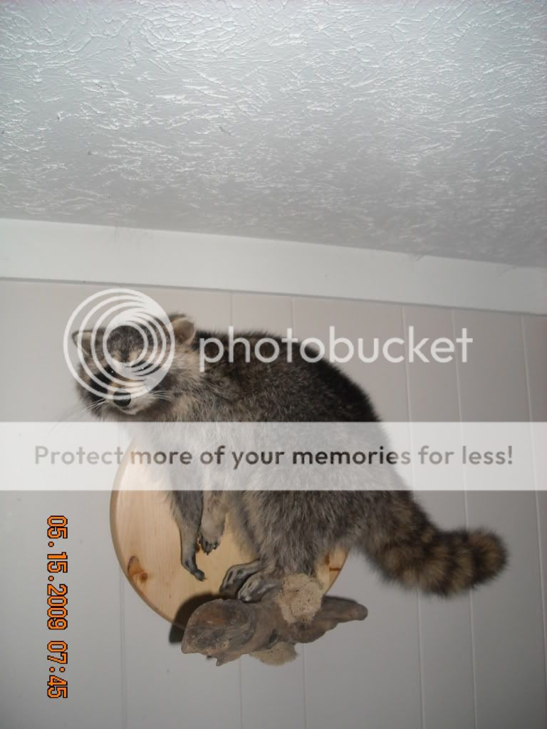 UKC Forums - Mounted Coon?